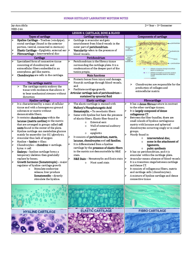 Topic 4 Specialized Connective Tissue (Cartilage, Bone, and Blood ...