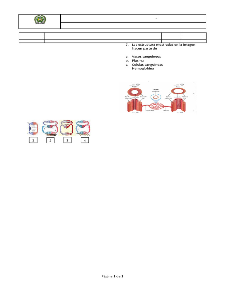 Evaluación Biología D25 Septimo 2024 Rta | PDF