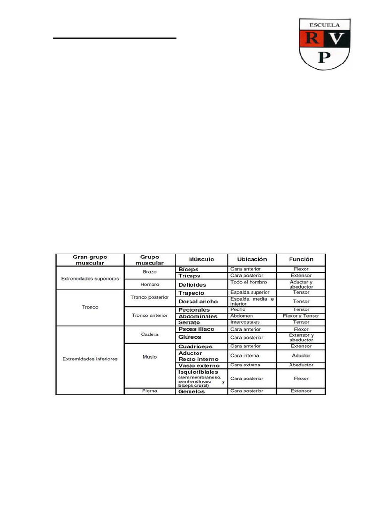 Apunte Nro 1 Educ Fis - Musculos | PDF