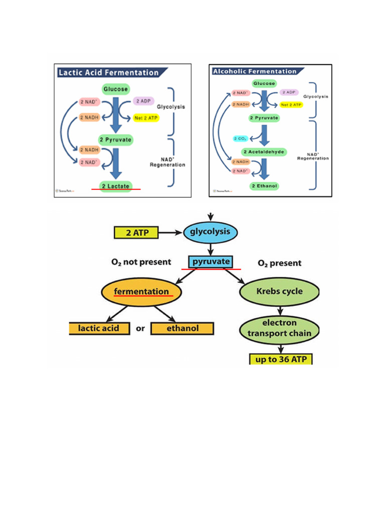 Alcohol and Lactic Acid Fermentation | PDF | Fermentation | Cellular ...