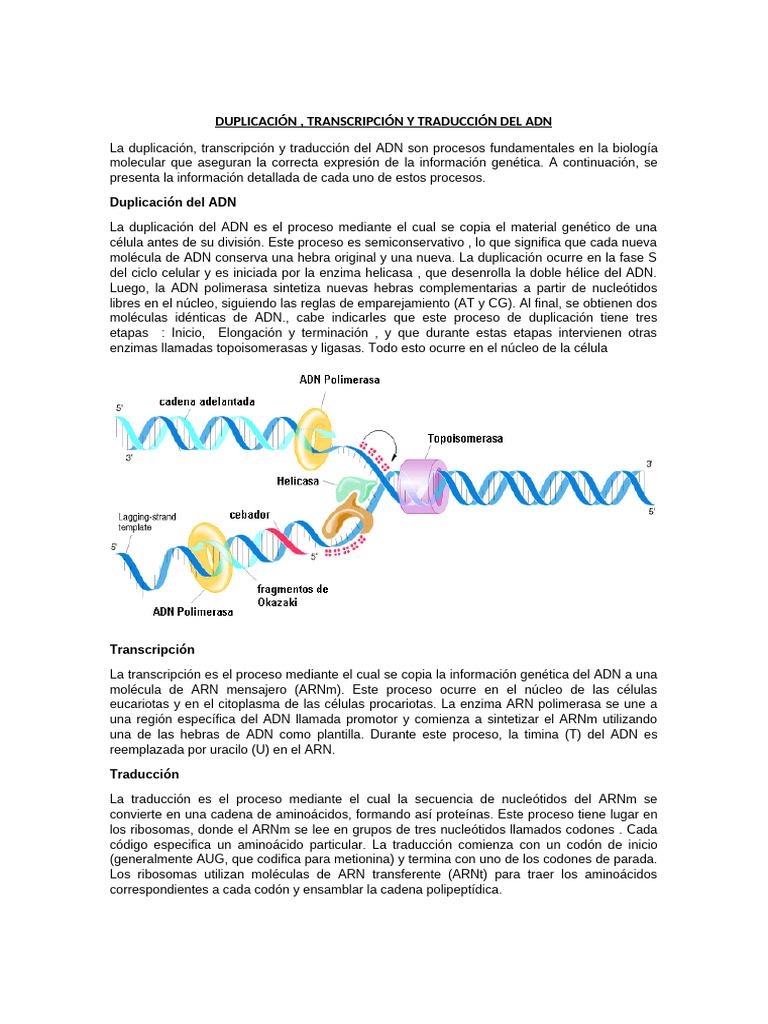 Duplicación, Transcripción, Traducción Del Adn | PDF | Codigo genetico | Adn