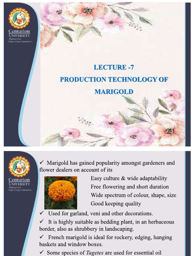 Prodn Tech of Marigold | PDF