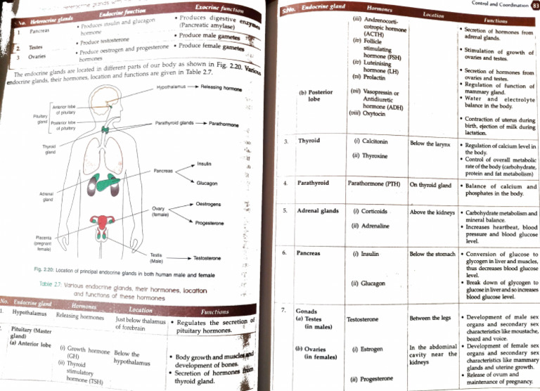 10th Animal Hormones | PDF | Endocrine System | Glands