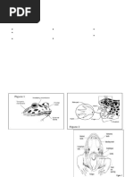 Lab Report - Frog Dissection | PDF | Frog | Anatomy
