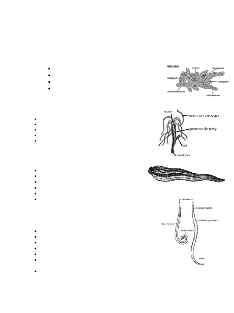 2 Study of Invertebrates | PDF | Invertebrate | Mollusca