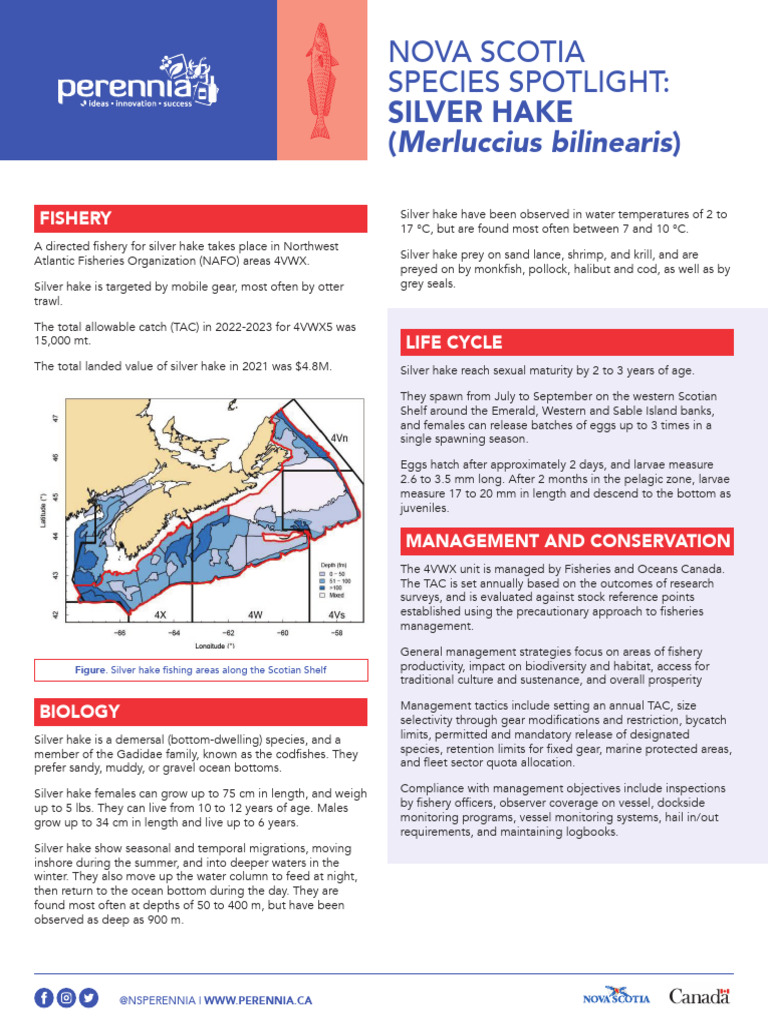 Silver Hake | PDF | Fishing Industry | Fish