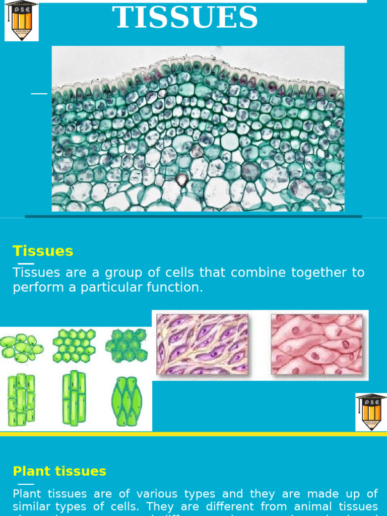 Tissue | PDF | Epithelium | Tissue (Biology)