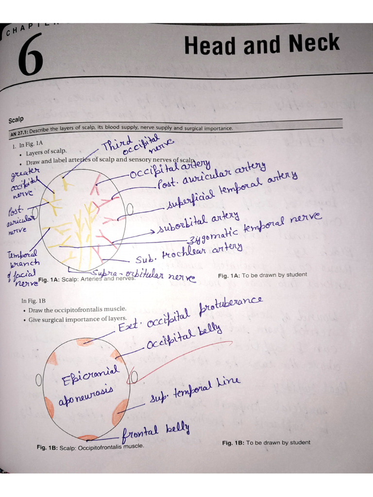 Head and Neck-1 | PDF
