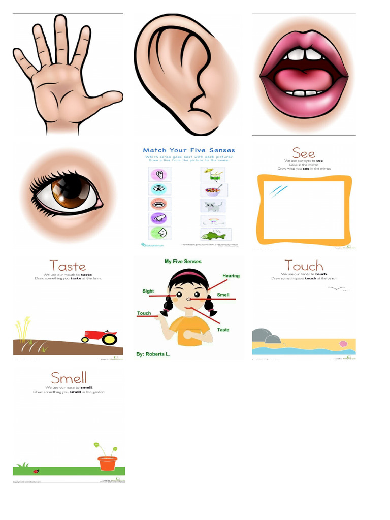 Human Sense Organs | PDF