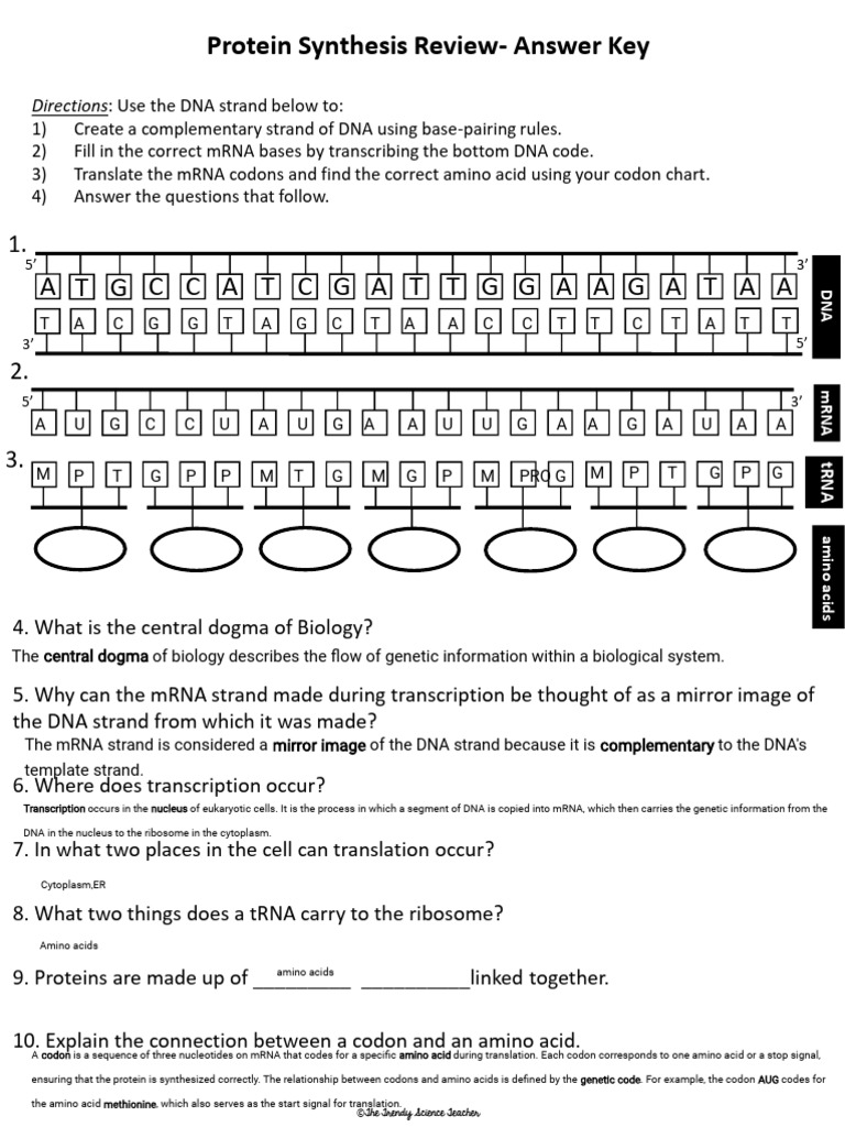 Protein Synthesis Review Answer Key | PDF | Translation (Biology ...