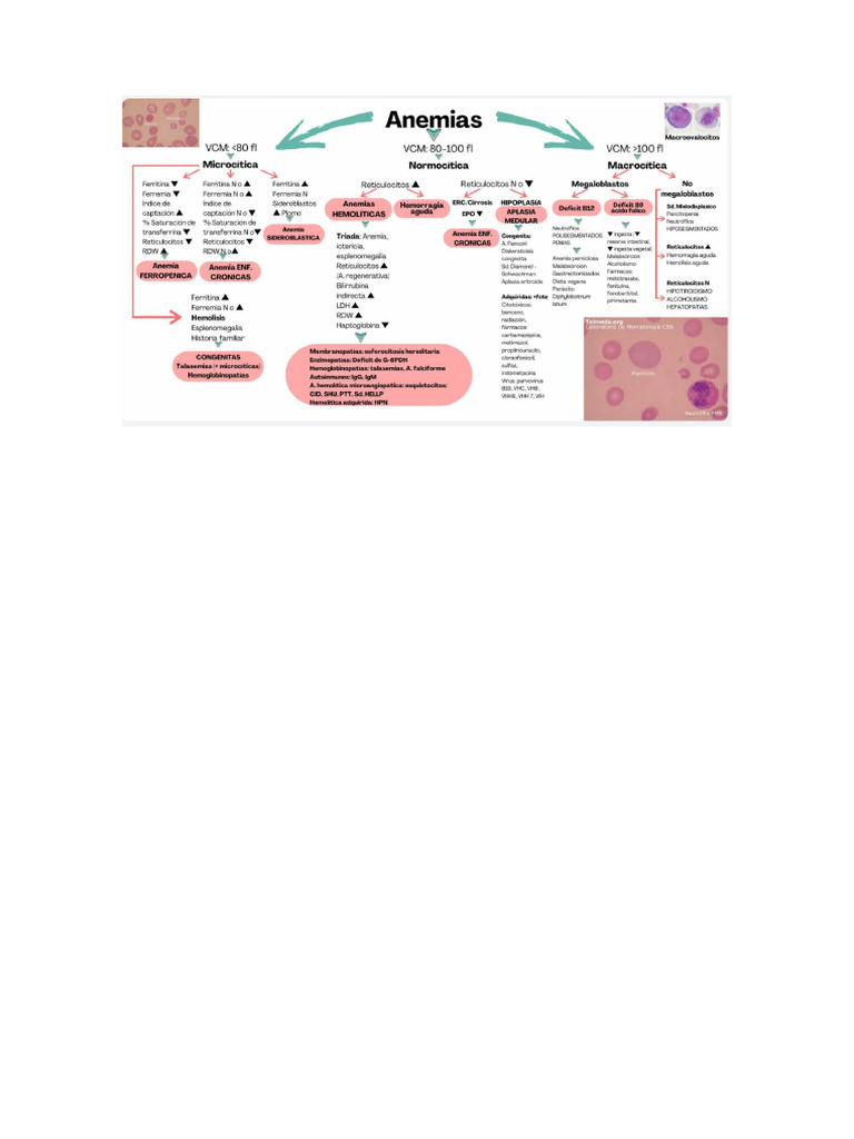 Clasificacion Anemias | PDF
