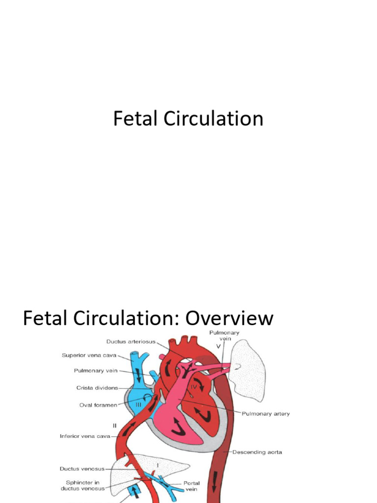 A. P. Fetal Circulation. | PDF | Fetus | Placenta