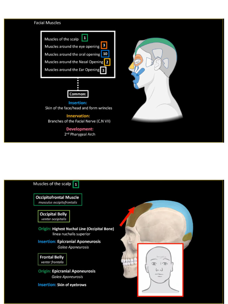 Muscles of Facial Expressions? | PDF