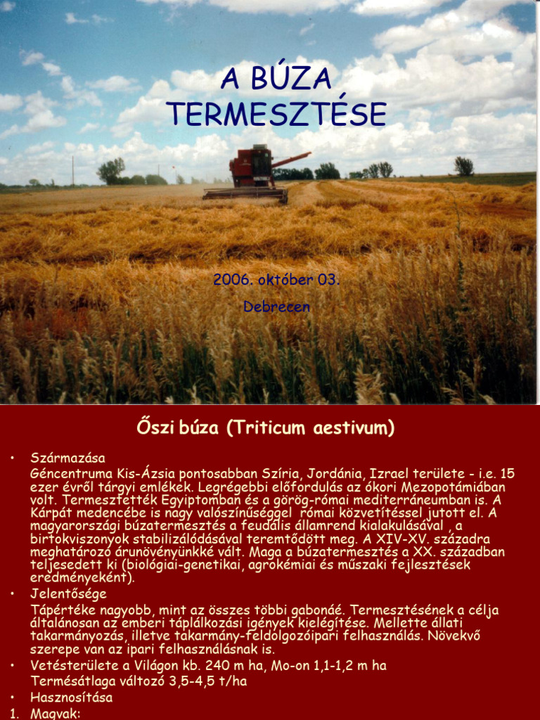 Búza | PDF