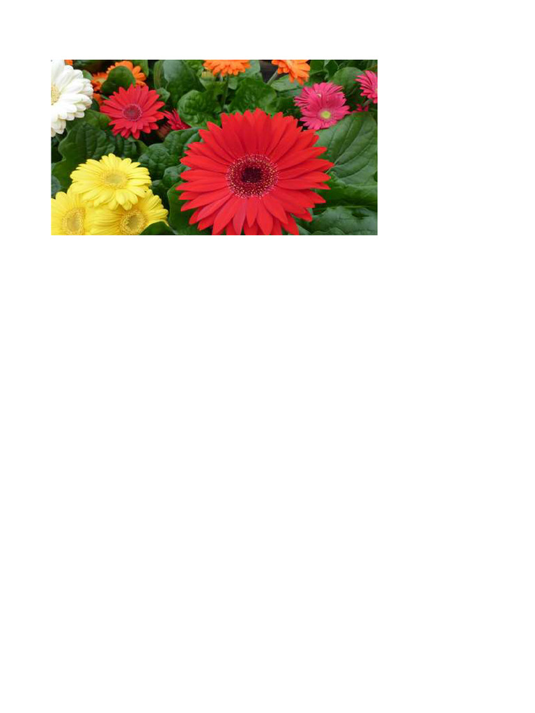 Gerbera | PDF