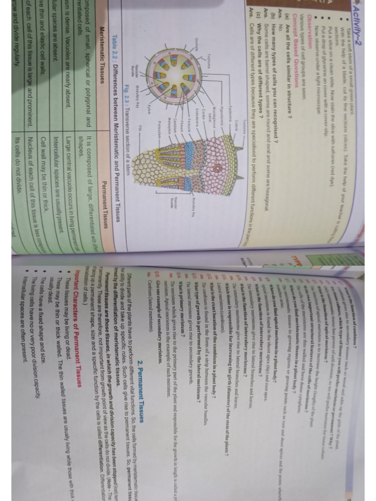 Class 9 Dinesh Tissues | PDF