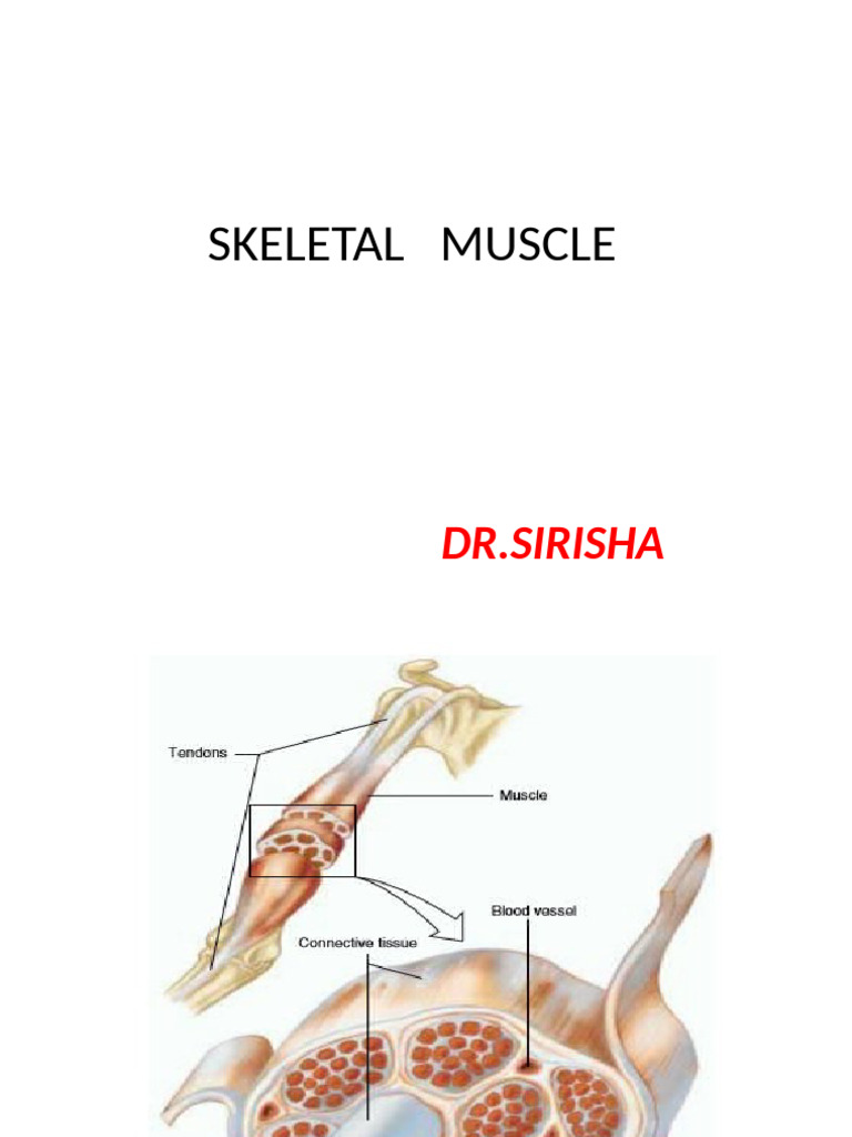 Skeletal Muscle | PDF | Muscle Contraction | Anatomy