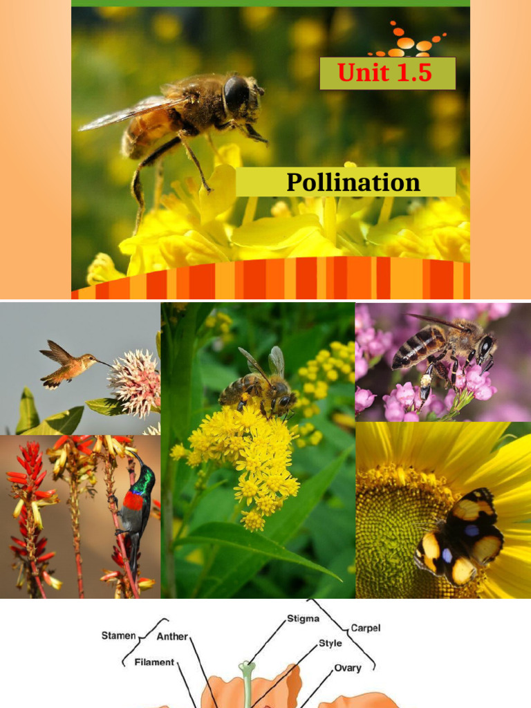 Unit 1.5 Pollination | PDF | Flowers | Pollination