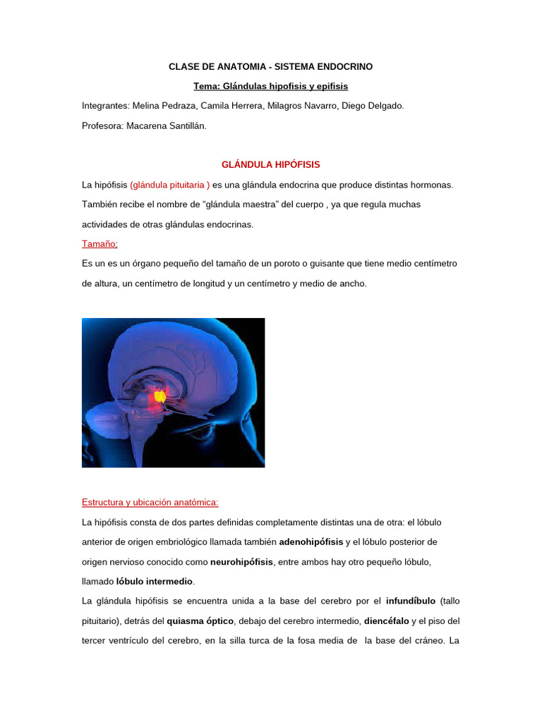 Anatomia - Glandulas Hipofisis y Epifisis | PDF | Glándula pituitaria ...