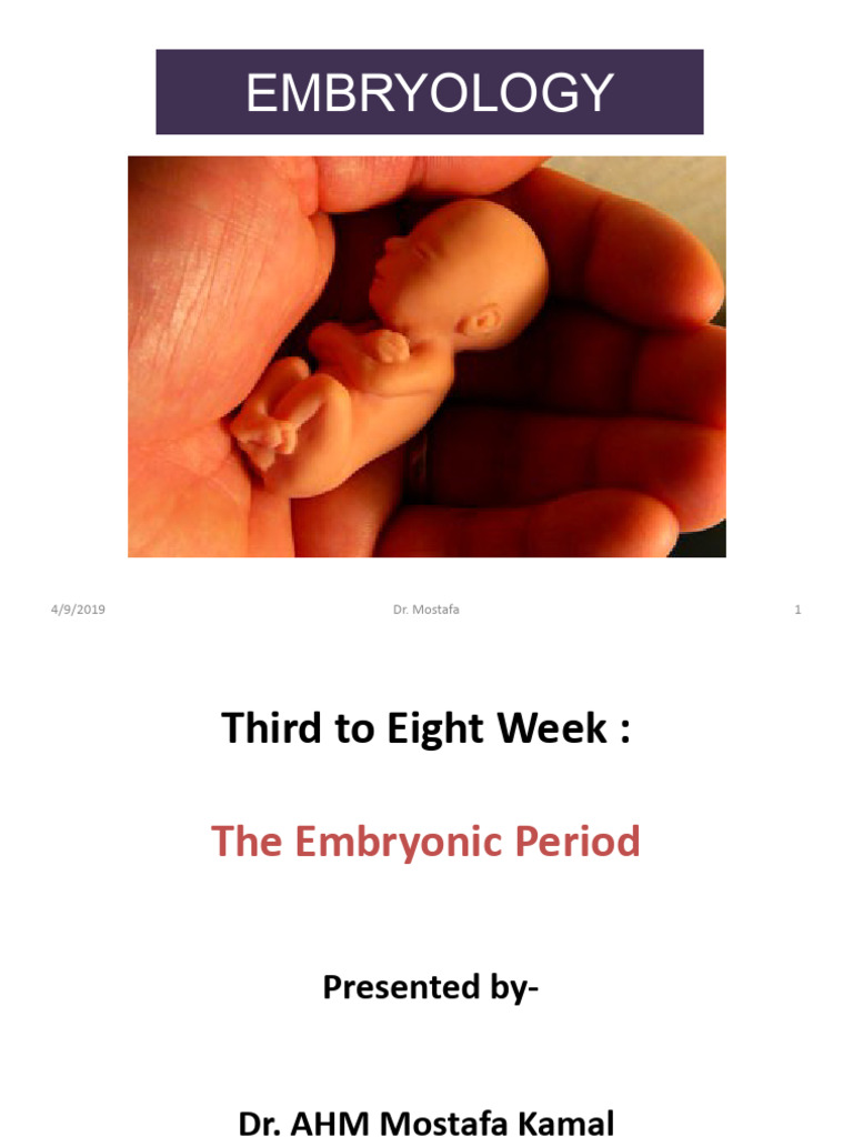3 To 8 Week of Dev | PDF | Anatomy | Morphology (Biology)