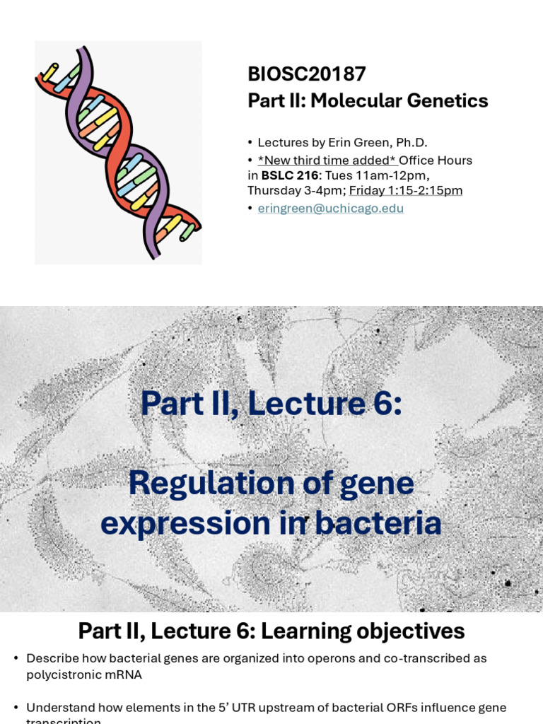 Part II Lecture 6 Update | PDF | Operon | Repressor