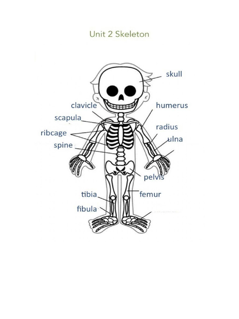Bones | PDF