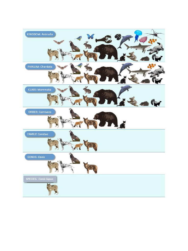 (W01) Grey Wolf Classification Route | PDF