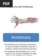 Músculos de la eminencia tenar y hipotenar | PDF | Mano | Anatomía humana