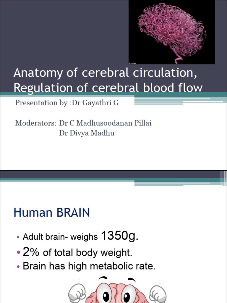 Anatomy of Cerebral Circulation, Regulation of Cerebral 2 | PDF | Vein ...