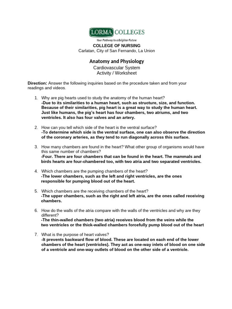 Cardiovascular System Worksheet | PDF | Heart | Heart Valve