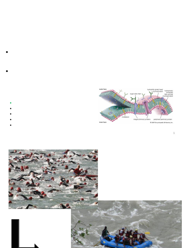 Membrane Rafts 1 | PDF | Cell Membrane | Lipid