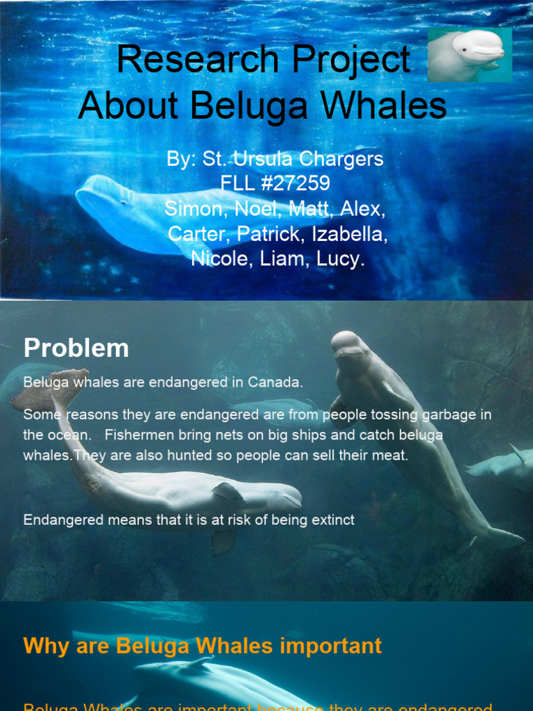 Beluga Whales | PDF | Whales | Endangered Species