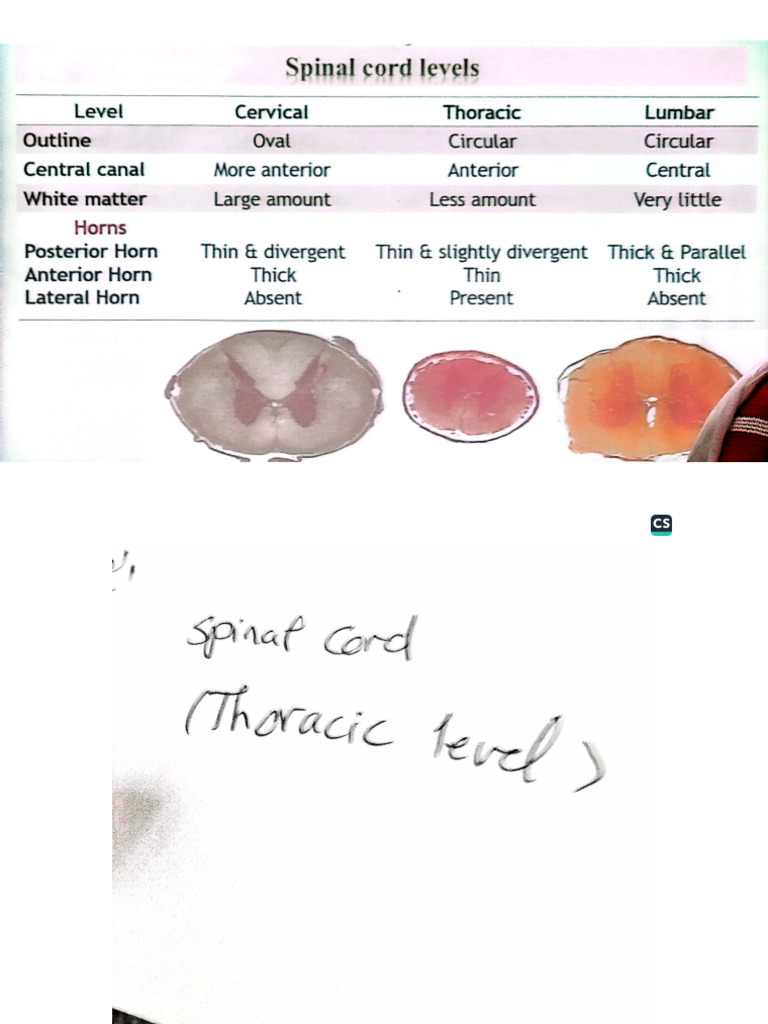 Histology Lab by Doctora | PDF