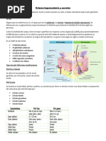 Anatomía de La Piel y Anexos | PDF | Piel | Epidermis