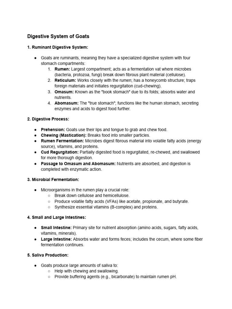 Ruminant Digestive System | PDF | Digestion | Ruminant