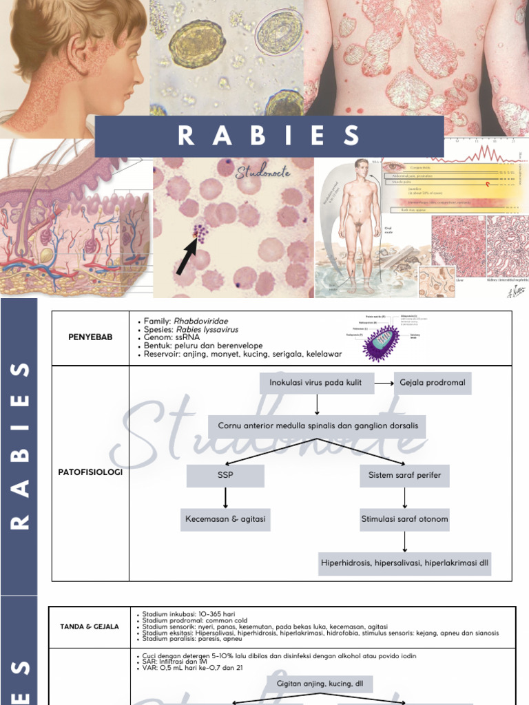 Tatalaksana Rabies pada Gigitan Hewan | PDF