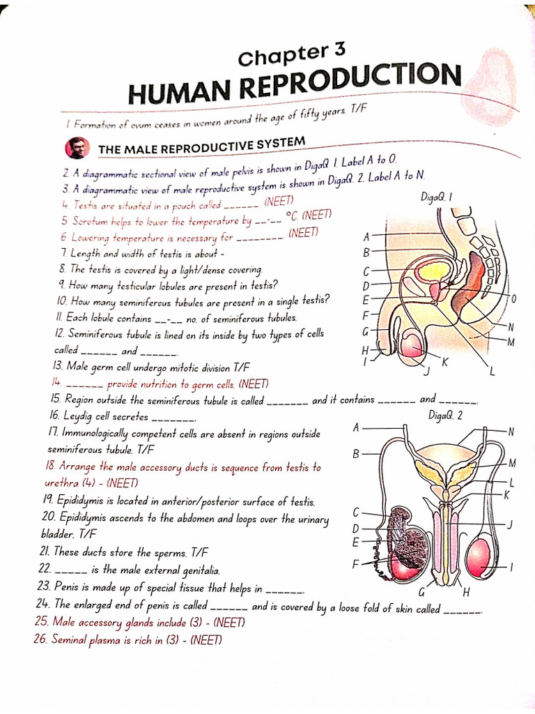 3 Human Reproduction | PDF