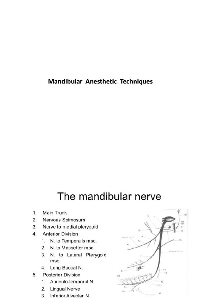 Mandibular Anaesthesia | PDF | Human Anatomy | Human Head And Neck