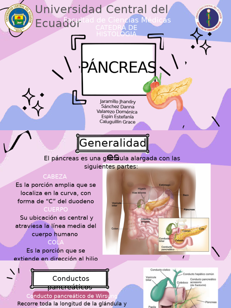 Estructura y Función del Páncreas | PDF | Páncreas | Insulina