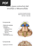 El Colículo Superior | PDF | Anatomía humana | Neurociencia