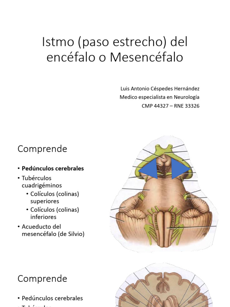 1 Fosa Romboidea y Hemisferios Cerebrales | PDF | Cerebro | Sistema ...