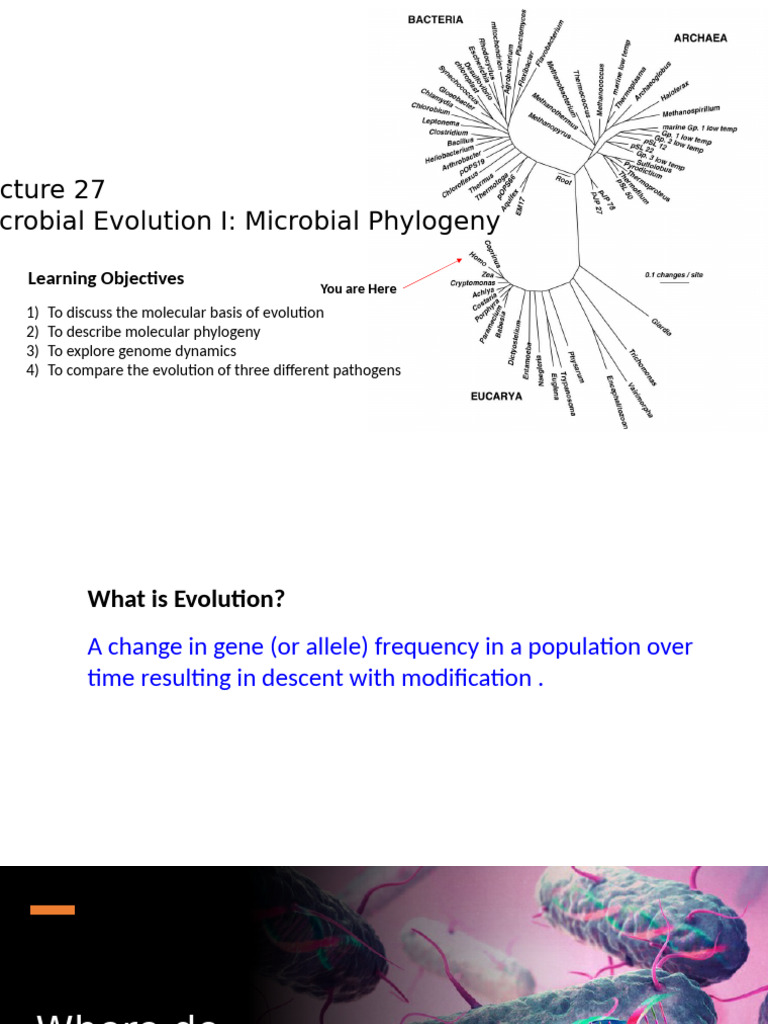 Microbial Phylogeny and Genome Dynamics | PDF | Phylogenetic Tree ...