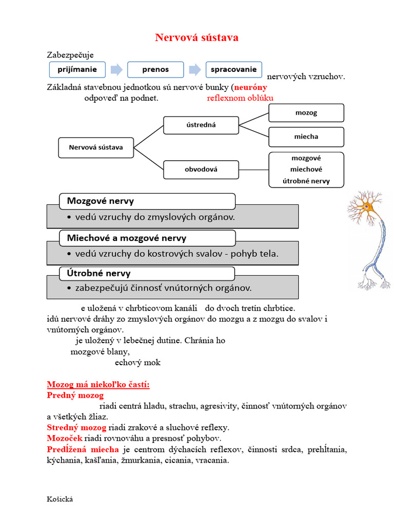 Nervová Sústava | PDF