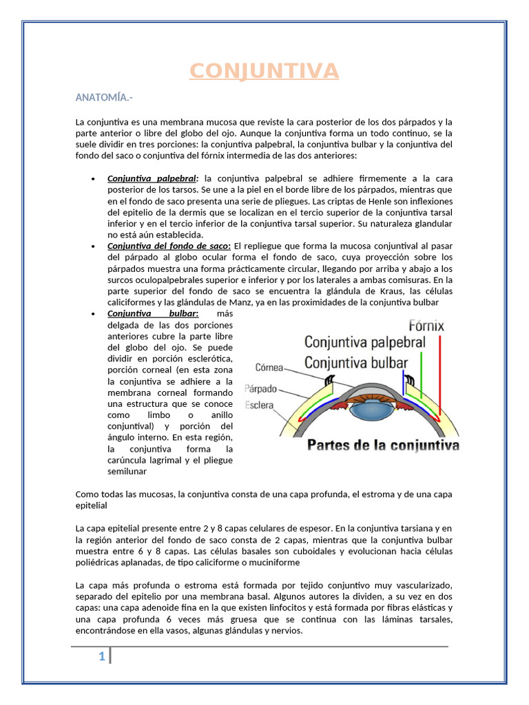 CONJUNTIVA | PDF | Epitelio | Inflamación