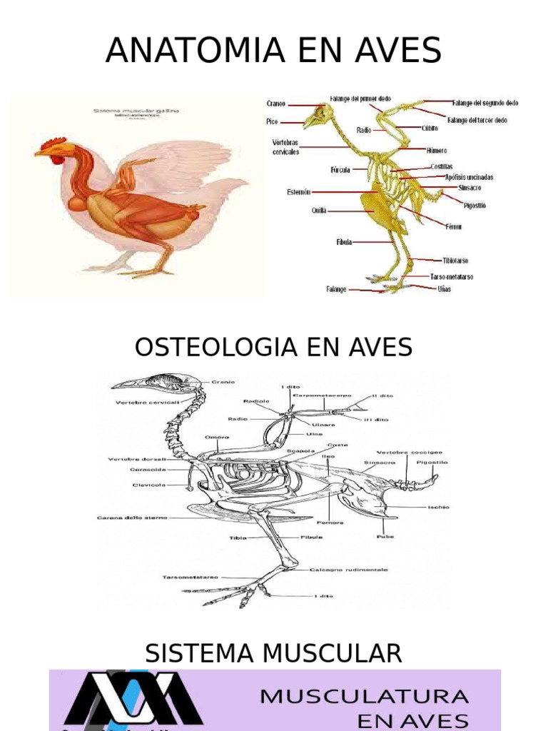 Anatomia en Aves | PDF