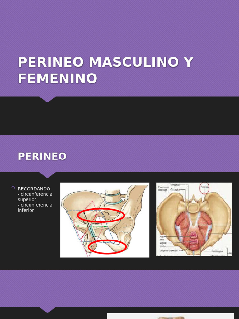 Perineo Completo | PDF | Sistema musculoesquelético