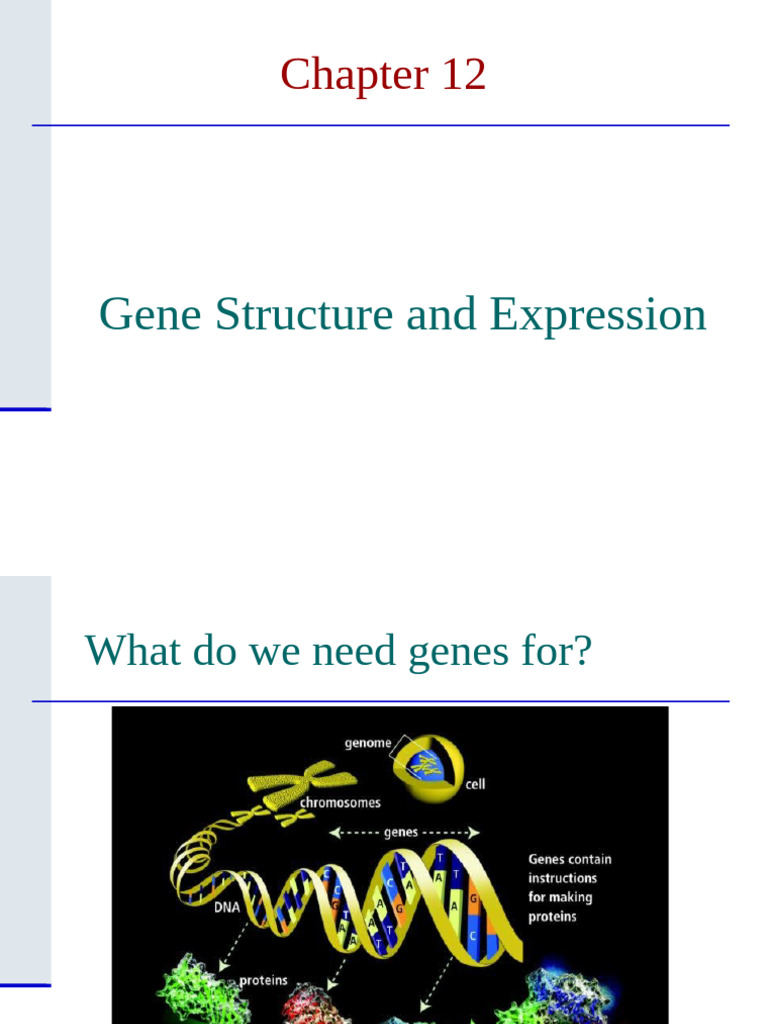 Chapter 12 - Gene Structure & Expression | PDF | Endoplasmic Reticulum ...