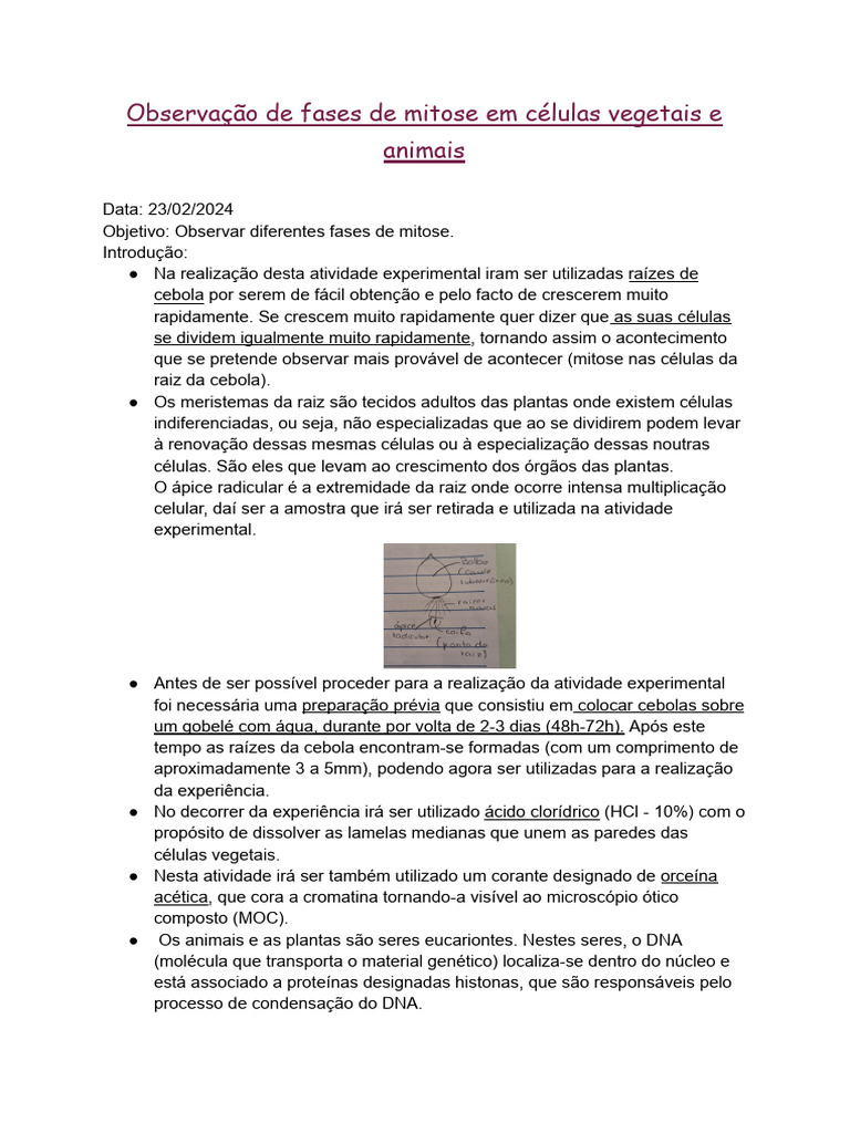 Atividade Experimental - Biologia | PDF | Mitose | Célula (Biologia)