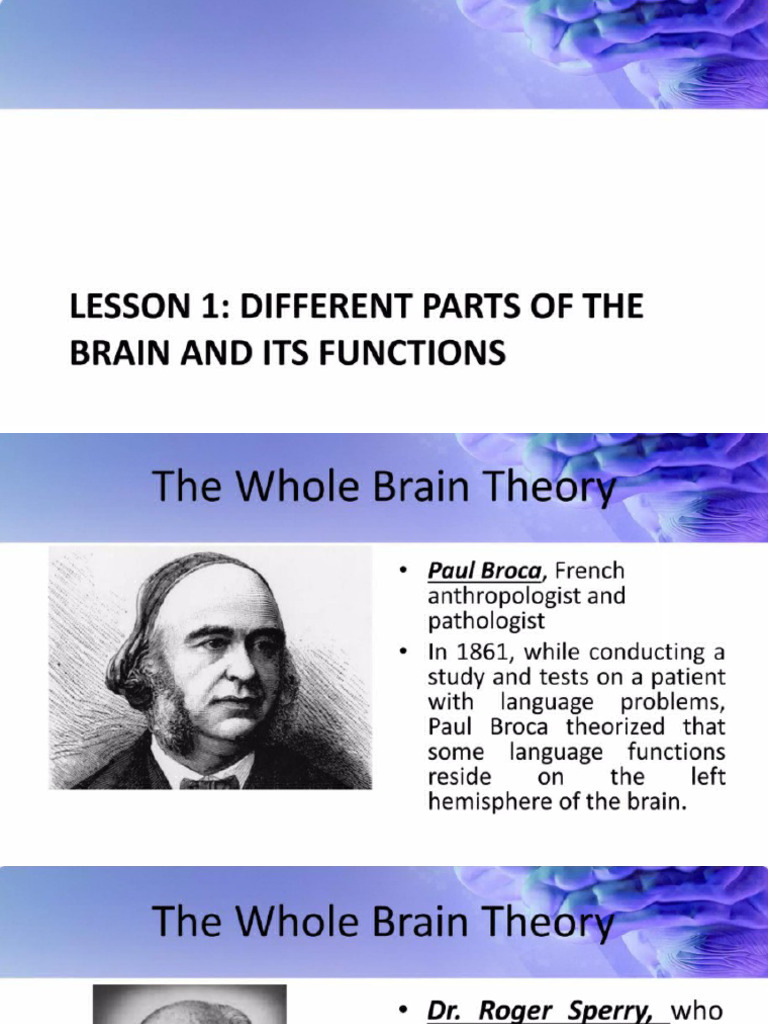 Whole Brain Theory | PDF