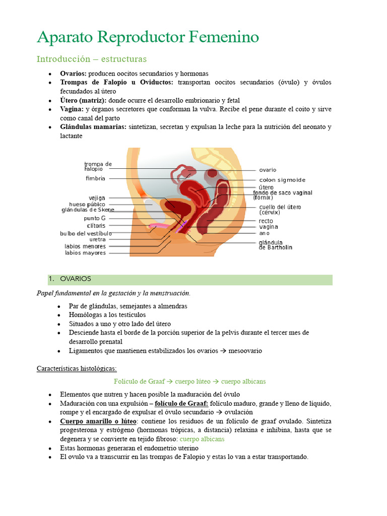 Aparatos Reproductores | PDF | Útero | Testículo